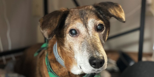 BSM Partners // Earning the Trust of Your Outdoor Senior Foster Dog