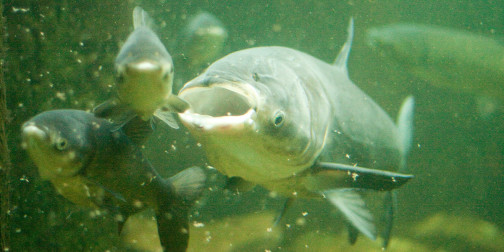 BSM Partners // Turning the Invasive Carp Crisis into a Pet Food ...