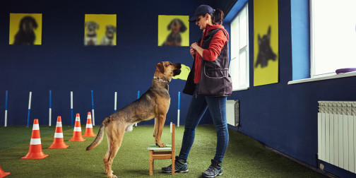 BSM Partners // Sit, Stay, Succeed: Project Management Lessons from the ...