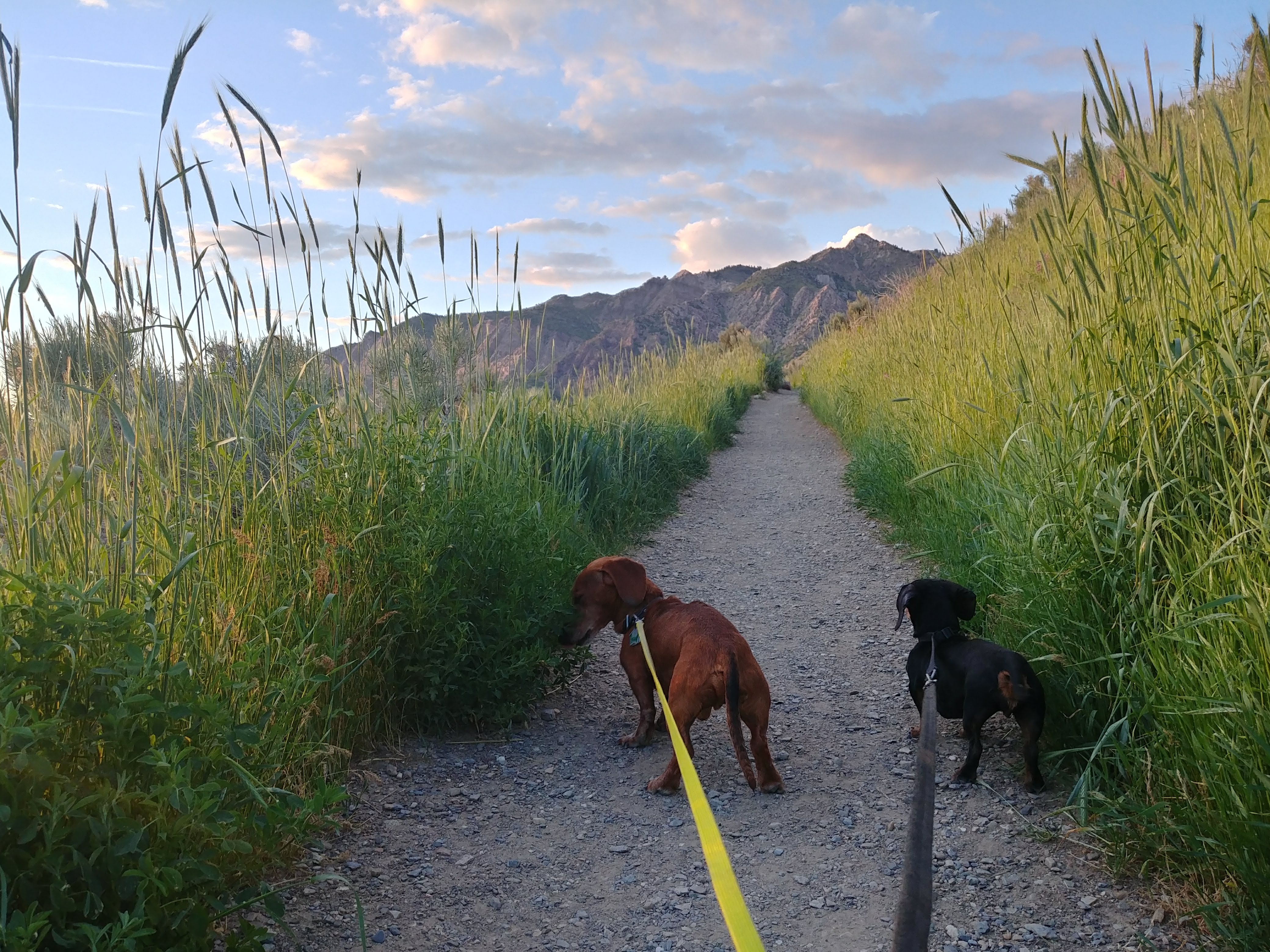 BSM Partners // How Adopting a Senior Pet Changed my Life: From Chained ...