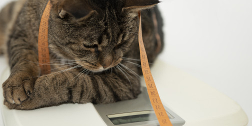 BSM Partners // Feline Obesity: How to See it and What to do About it