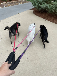 BSM Partners // It’s National Walk Your Dog Month!