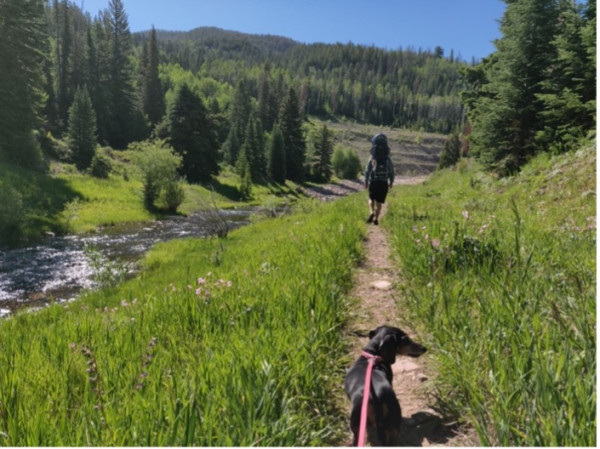 BSM Partners // It’s National Walk Your Dog Month!