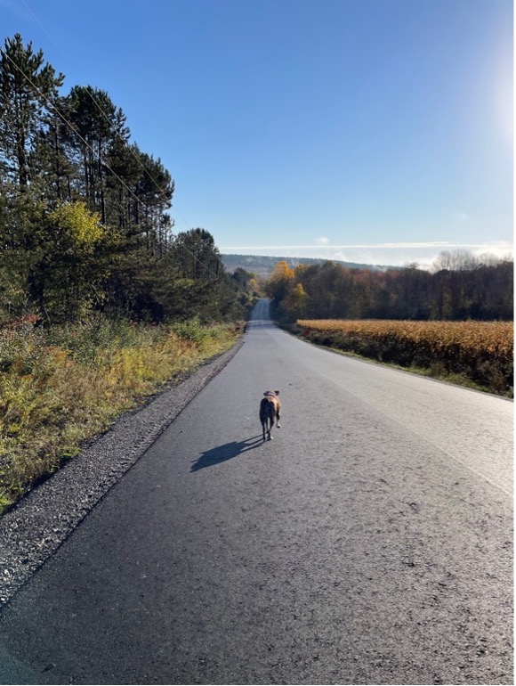 BSM Partners // It’s National Walk Your Dog Month!