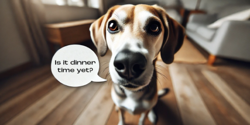 BSM Partners // Smart Collars and Pet Safety: Could Your Dog Soon Talk ...