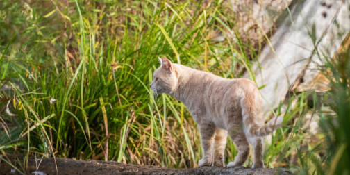 BSM Partners // Celebrate National Feral Cat Day and Learn How to Care ...