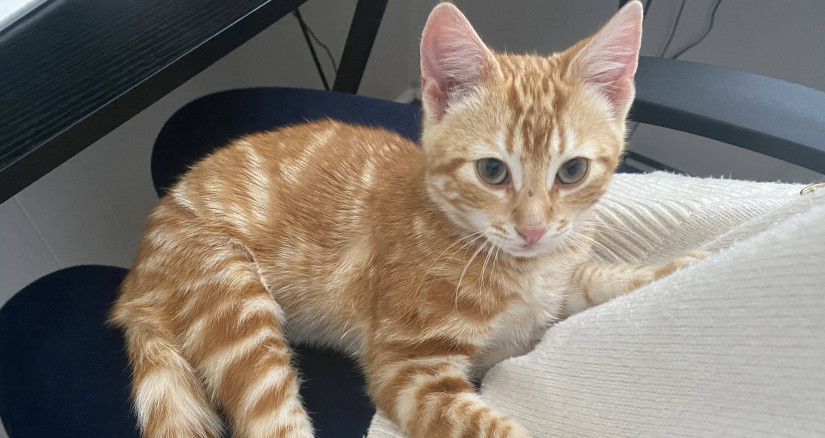 BSM Partners // Cats Are Not Small Dogs! What Makes Cats Nutritionally ...