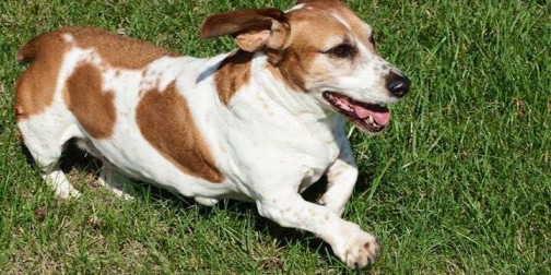 BSM Partners // Training the Senior Dog: Never Too Old for New Tricks