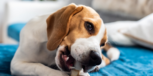 BSM Partners // Do dental treats for pets really work?