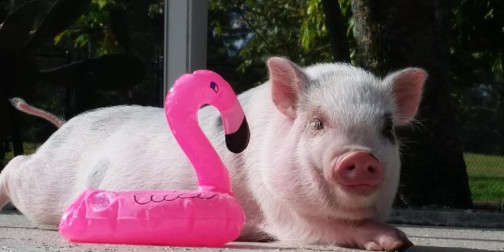 BSM Partners // National Pig Day