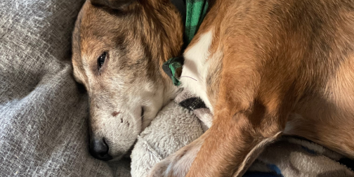 BSM Partners // Foster Care for Outdoor Senior Dogs: Nutrition ...