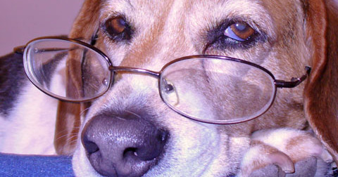 BSM Partners // I Adopted a Senior Dog... Now What?