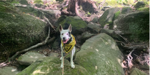 BSM Partners // It’s National Walk Your Dog Month!