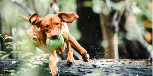 BSM Partners // Feeding and Caring for Your Active Dog