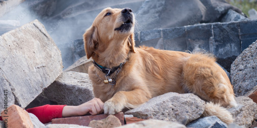BSM Partners // The Role of Search and Rescue Dogs During 9/11