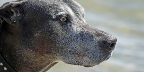 BSM Partners // Embracing The Older Dog