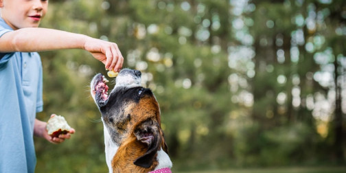 BSM Partners // Dogs Are Not Small Humans