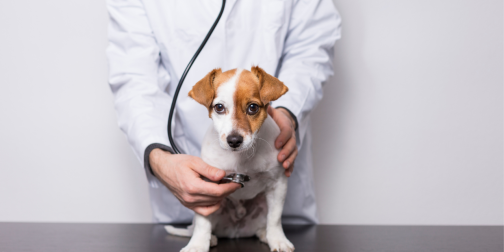 BSM Partners // Respiratory Illness in Dogs (2023)