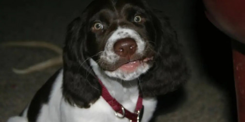 BSM Partners // Not a bad dog