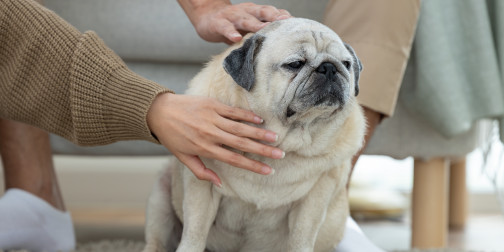BSM Partners // Is My Pet Fluffy or Fit? The Truth About Body Condition ...