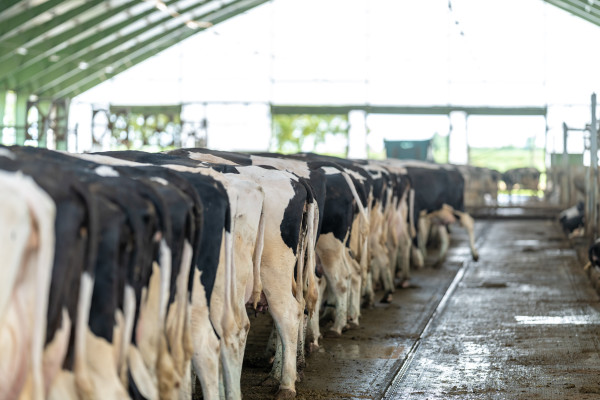 BSM Partners // From Barn to Bowl: How AI Is Revolutionizing Dairy ...