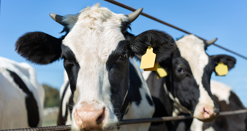 BSM Partners // From Barn to Bowl: How AI Is Revolutionizing Dairy ...