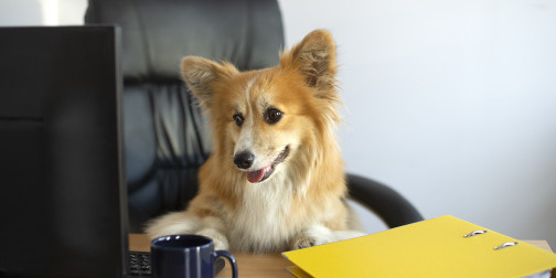 BSM Partners // ‘Who’s a Good Employee?’ Pet Food Brands Are Giving ...