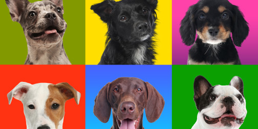 BSM Partners // Rethinking Breed Intelligence: What Canine Cognition ...