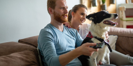 BSM Partners // TV Isn’t Just for People Anymore: What Your Pet Really ...