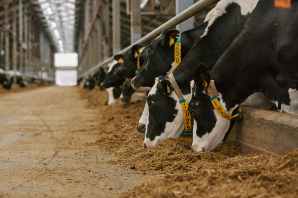 BSM Partners // From Barn to Bowl: How AI Is Revolutionizing Dairy ...
