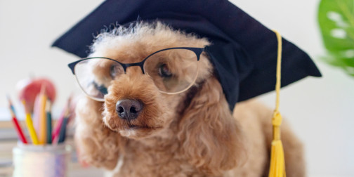 BSM Partners // The PhD Advantage: Your Shortcut to Smarter Pet Nutrition